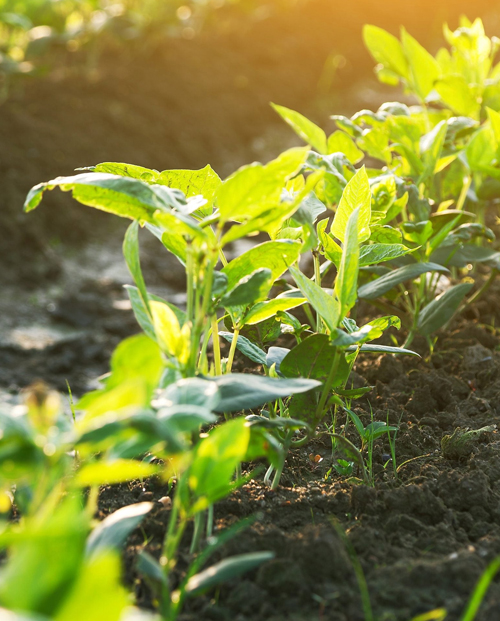 Abhinav Liquid Fuel – Abhinav Green Fuels